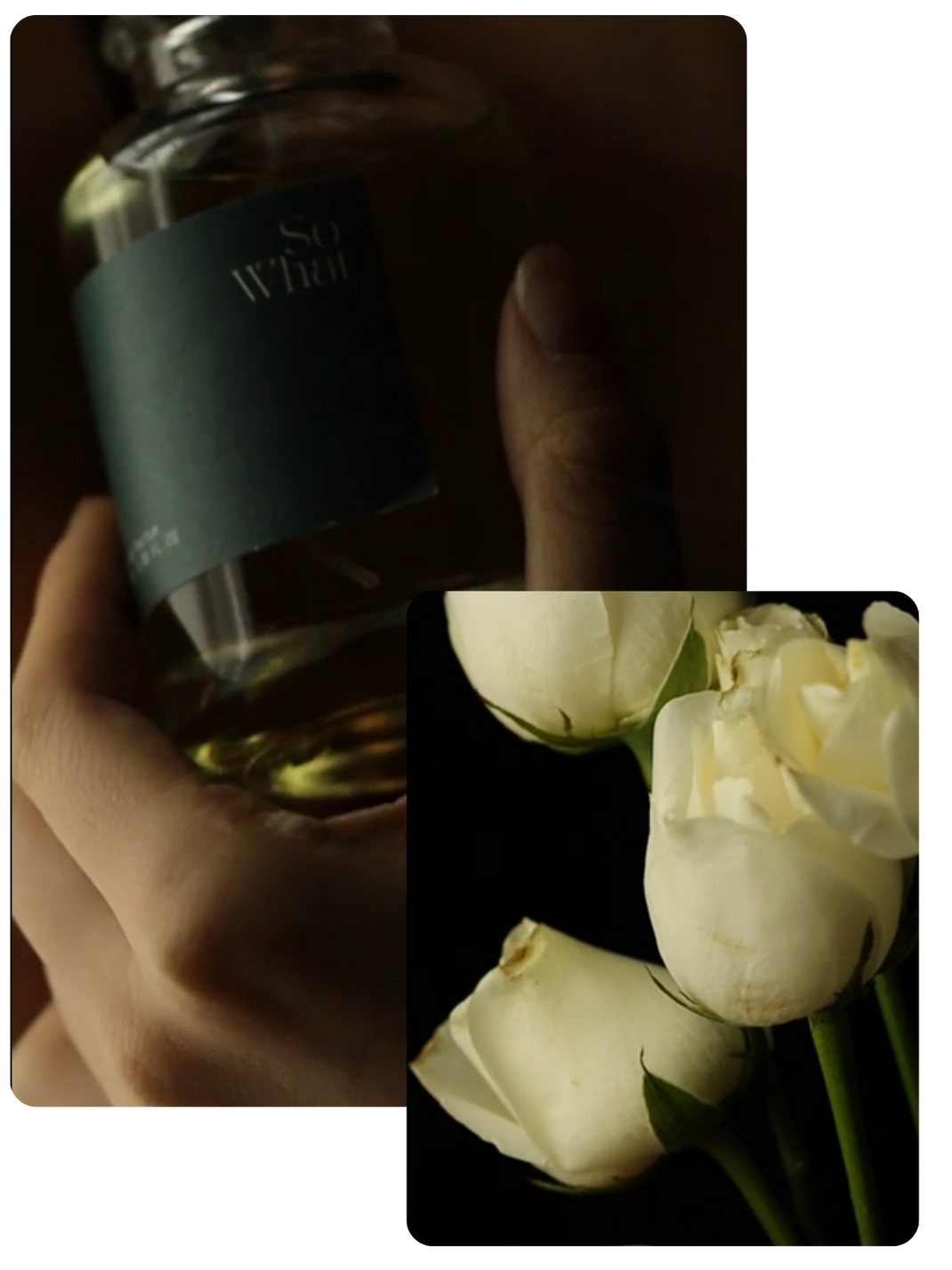 Z.YANG Perfume and Fragrances